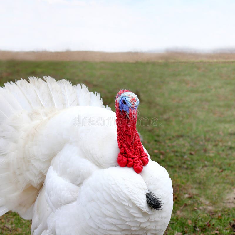 Thanksgiving is close stock image. Image of farm, raised - 271748123