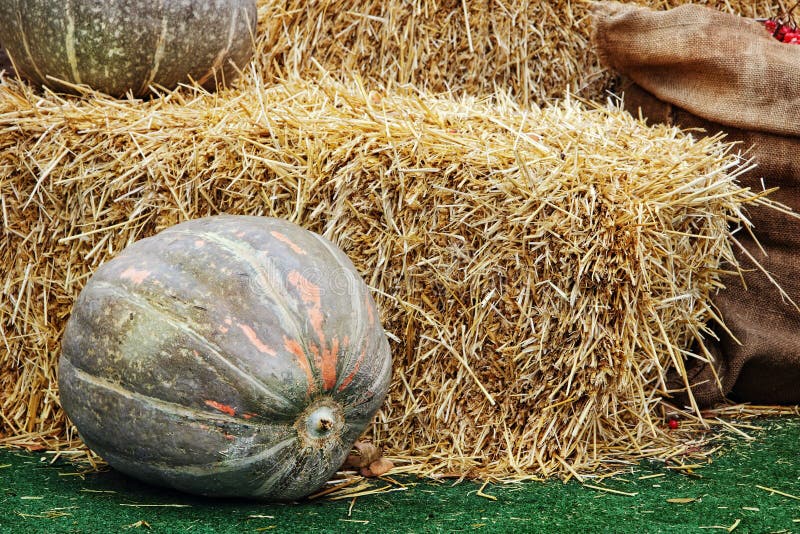 Thanksgiving Display of Big Pumpkin and Hay Stacks. Stock Photo - Image ...