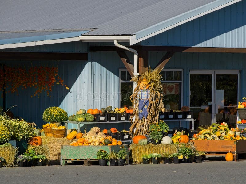 Thanksgiving Display of Fresh Fall Produce Stock Photo - Image of ...