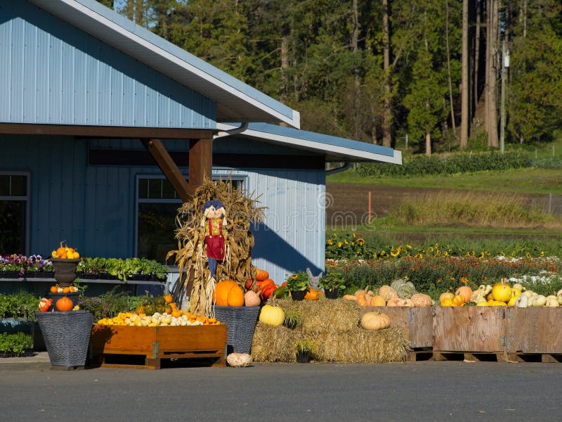 Thanksgiving Display of Fresh Fall Produce Stock Image - Image of ...
