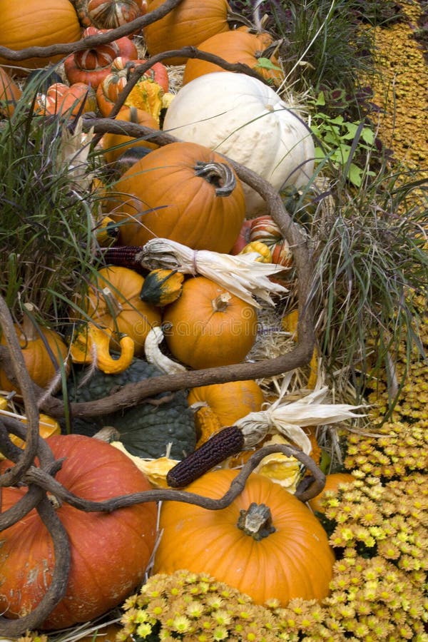 Thanksgiving and Fall Decor Stock Photo - Image of garden, season: 15388004