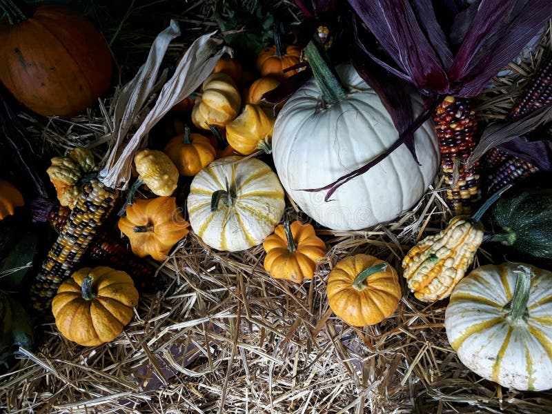 Thanksgiving gourds stock image. Image of pumpkins, thanksgiving - 80812513