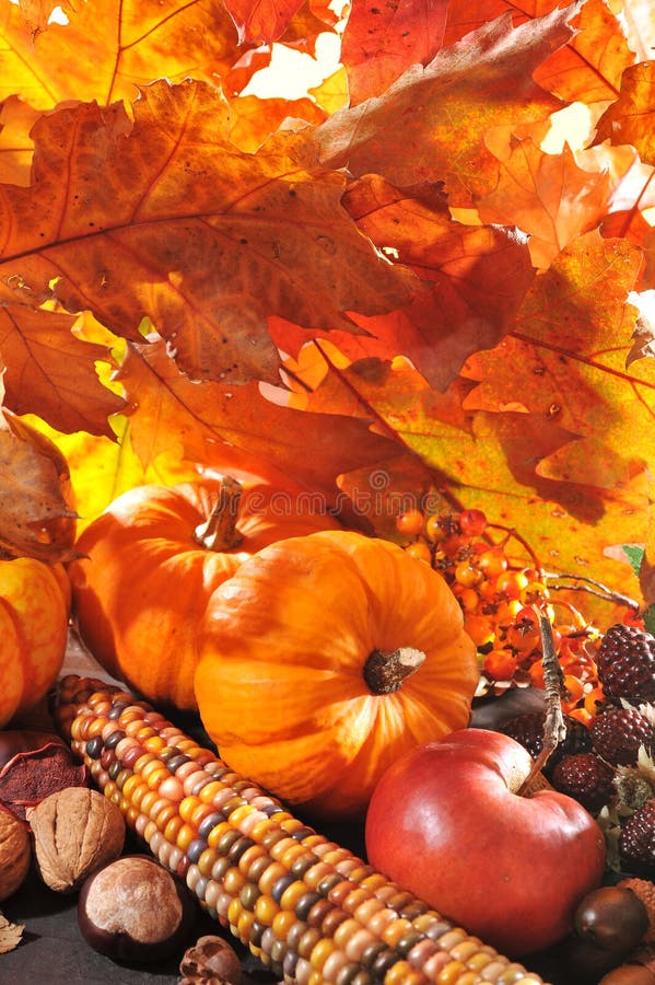 Thanksgiving stock photo. Image of fruit, copy, acorn - 49533682