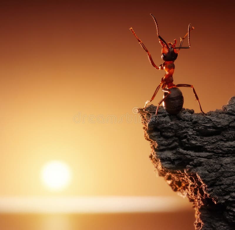 Two ants on sunset stock photo. Image of macro, grass - 17037446