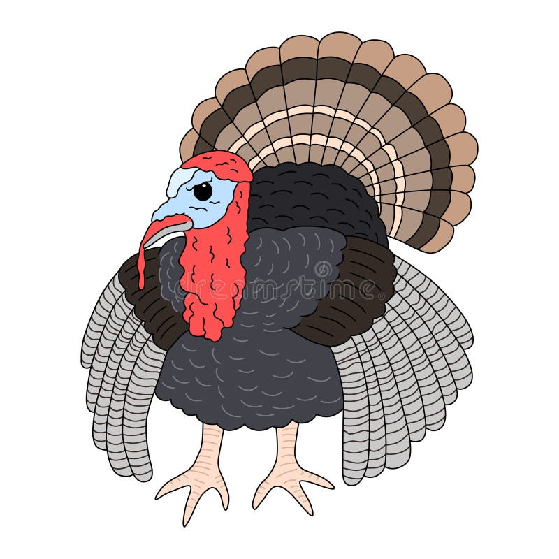 Thanksgiving Turkey Bird. Vector Illustration Isolated on White Stock ...