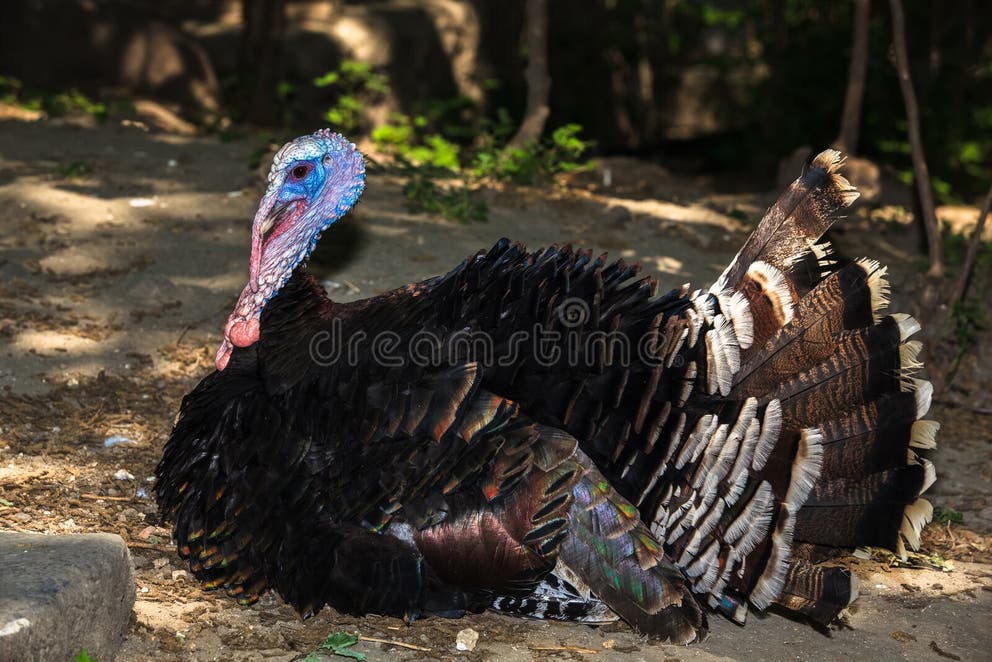 Thanksgiving Turkey Tom stock photo. Image of animals - 30936670
