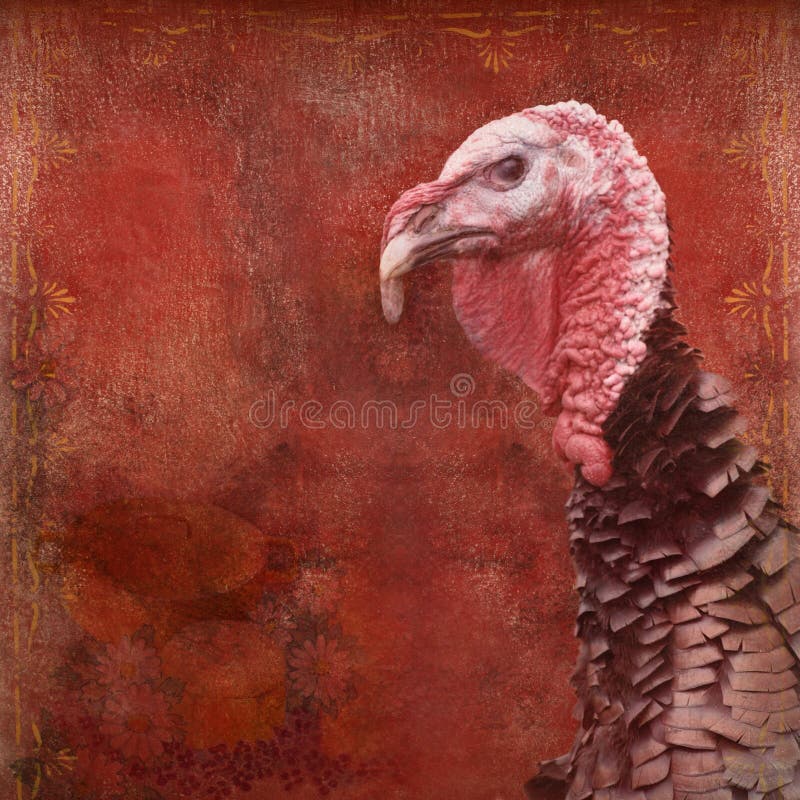 Turkey Head Stock Illustrations – 6,039 Turkey Head Stock Illustrations ...