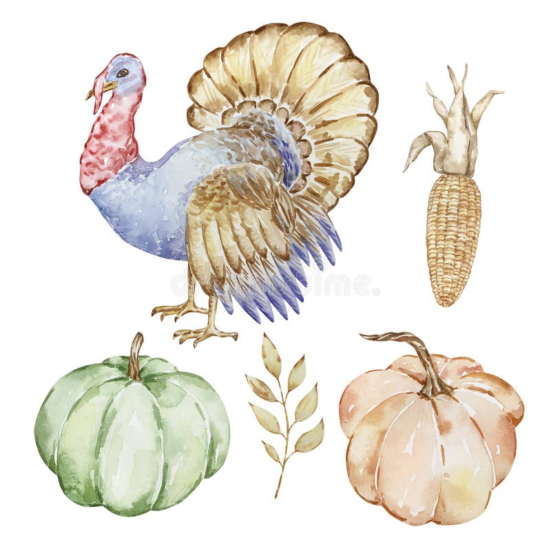 Thanksgiving Watercolor Elements, Turkey and Pumpkin Stock Illustration ...
