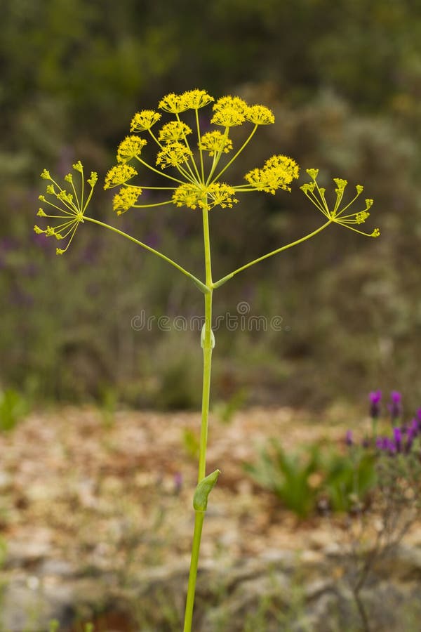 Deadly carrot stock image. Image of closeup, natural - 35761537