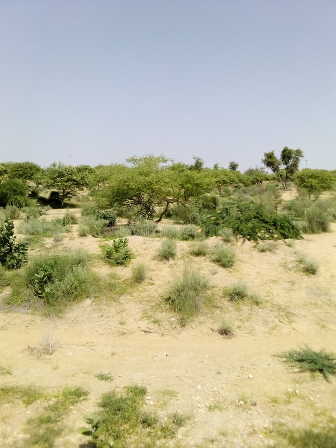 Tharparkar Sindh Desert and Grass Area Stock Image - Image of ...