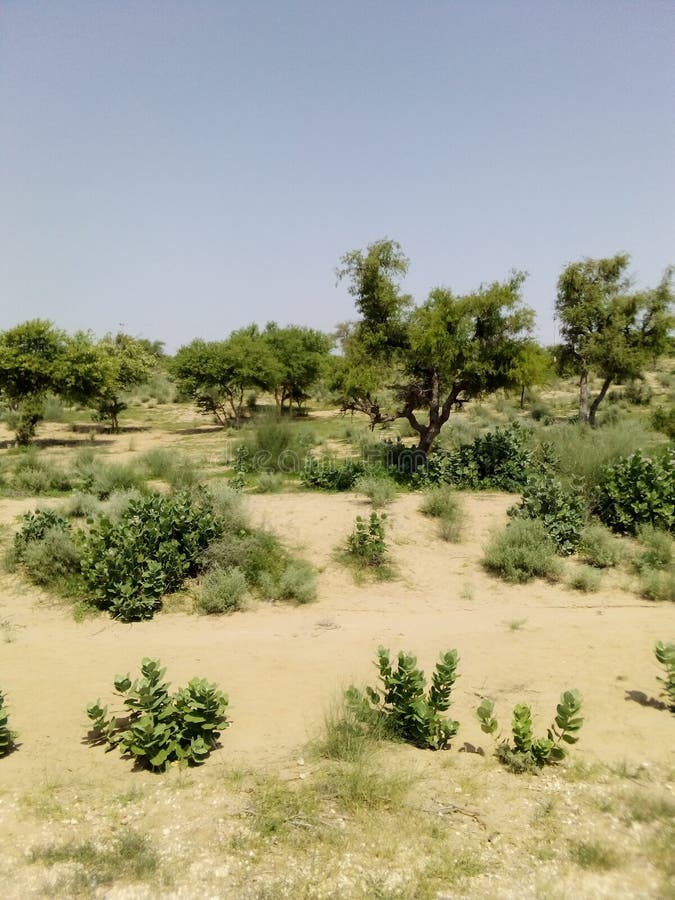 Tharparkar Sindh Desert and Grass Area Stock Photo - Image of grass ...