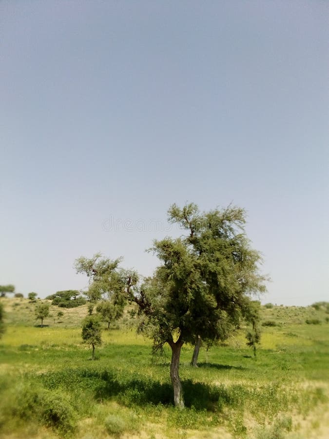 Tharparkar Sindh Desert and Grass Area Stock Photo - Image of sindh ...