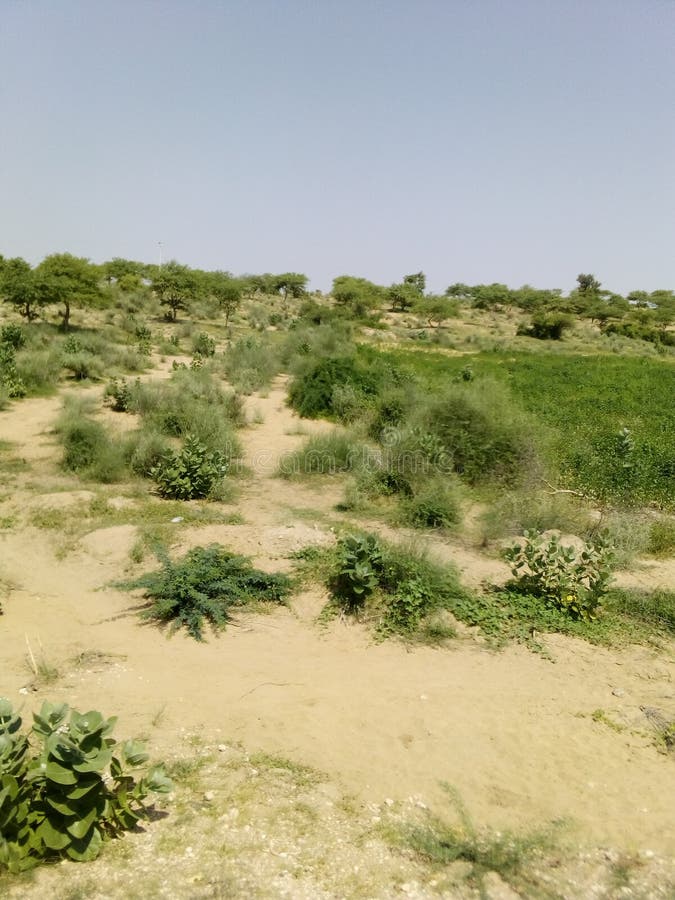 Tharparkar Sindh Desert and Grass Area Stock Photo - Image of desert ...