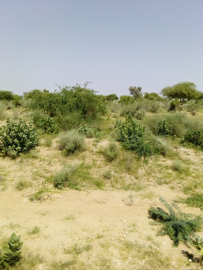 Tharparkar Sindh Desert and Grass Area Stock Photo - Image of sindh ...