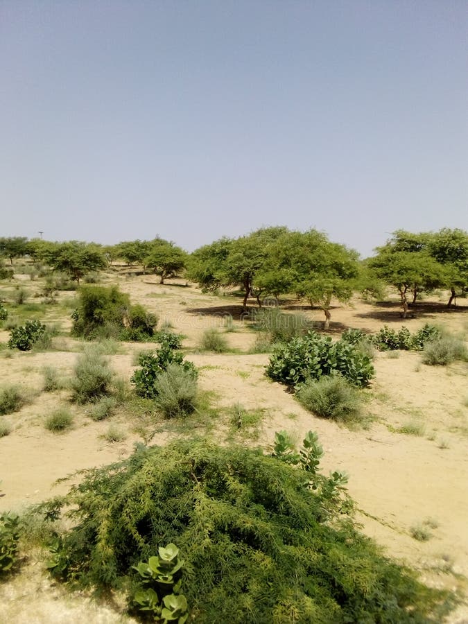 Tharparkar Sindh Beautiful Scene and Desert Area Stock Photo - Image of ...