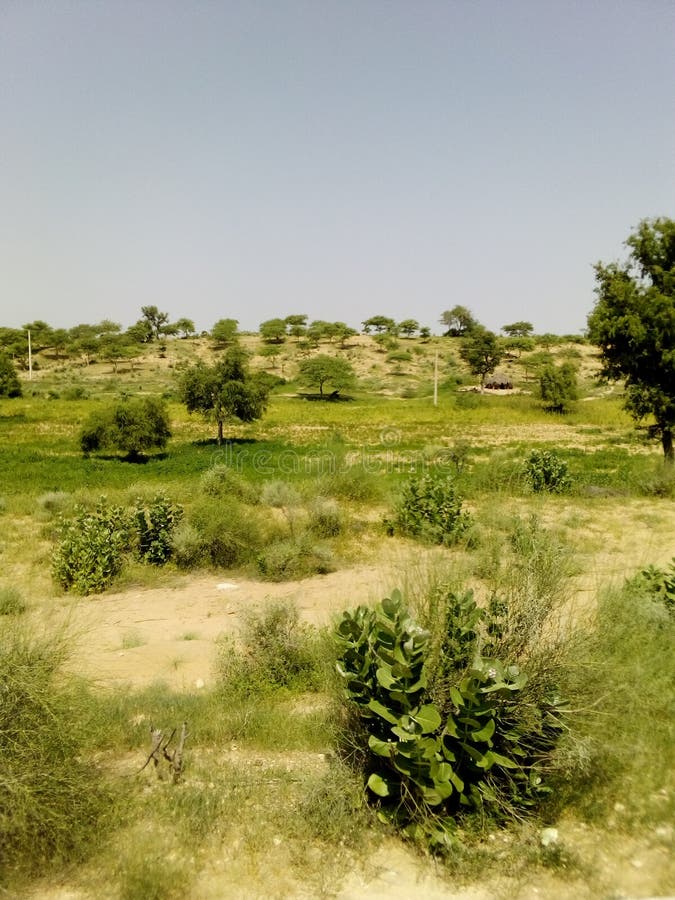 Tharparkar Sindh Desert and Grass Area Stock Image - Image of grass ...