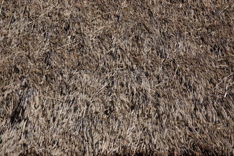 Thatch stock photo. Image of urban, texture, grain, vacations - 14677164