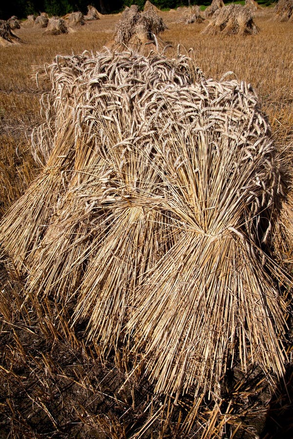 Thatch stock photo. Image of straw, field, bundle, wiltshire - 27957620