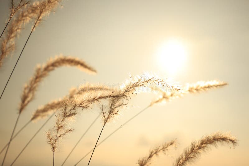 Thatch Flower is Blooming, Sunlight, Beautiful, Stock Photo - Image of ...