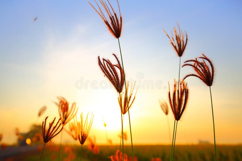 Thatch Flower Sekinchan stock image. Image of scene, botanical - 95176617