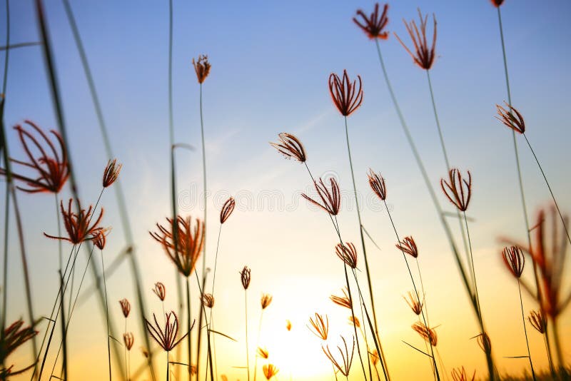 Thatch Flower Sekinchan stock image. Image of foliage - 95176627