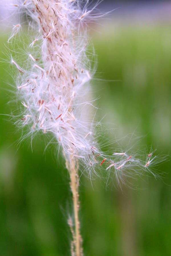 Thatch Flowers that Will Fly Stock Photo - Image of ground, flowers ...