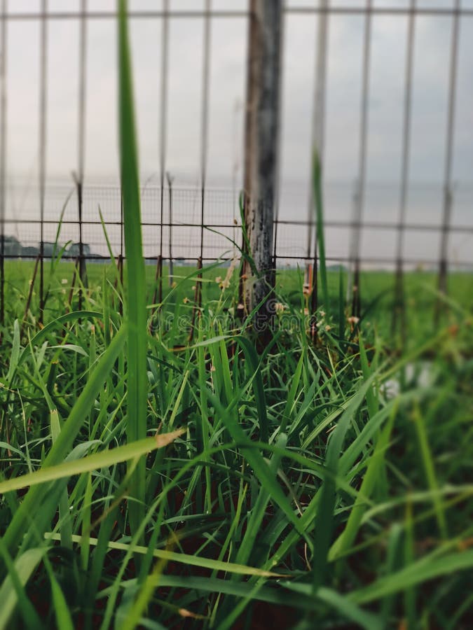 Thatch grass stock image. Image of late, grass, thatch - 268206809