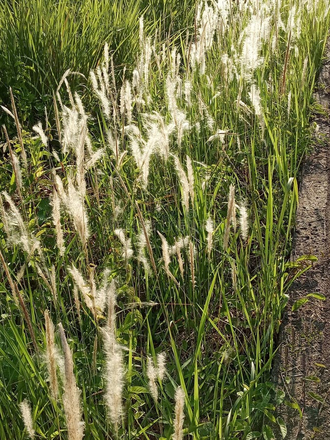Thatch grass beauty stock photo. Image of plant, tree - 207999726