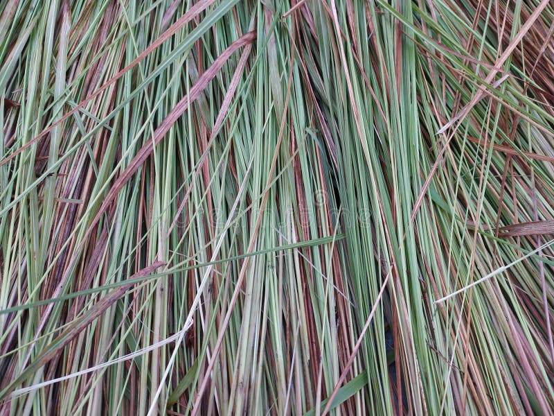 Thatch grass stock image. Image of plant, trunk, frost - 219812541