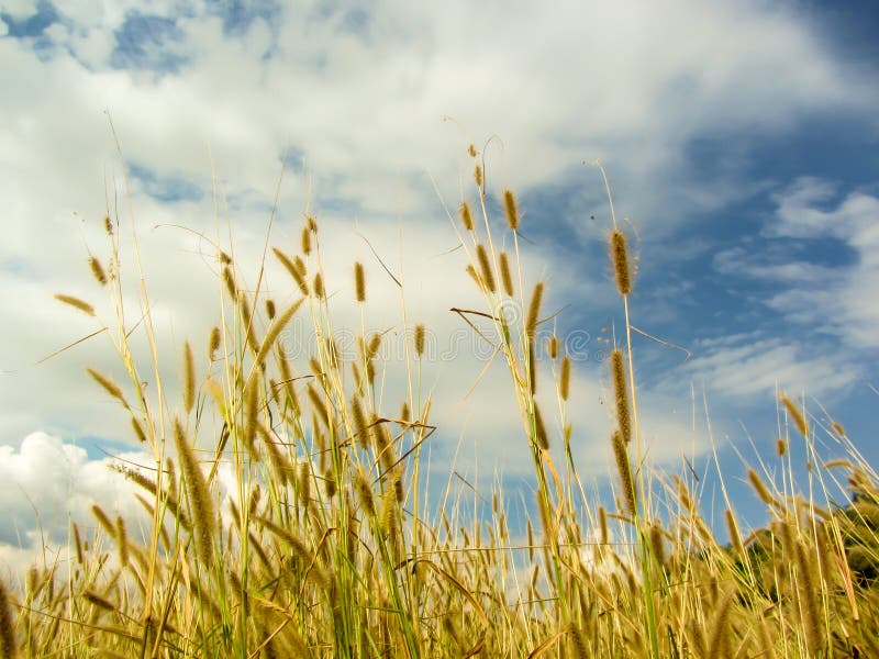 7,671 Thatch Grass Stock Photos - Free & Royalty-Free Stock Photos from ...