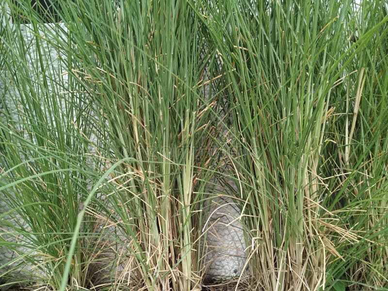 Thatch plant stock image. Image of flower, agriculture - 252068843