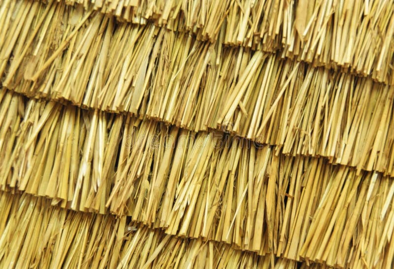 Thatch roof stock photo. Image of tegmen, roof, roofs - 14924066