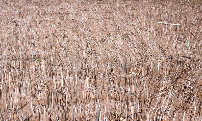 Dry Grass Seamless Pattern stock image. Image of botany - 7723457