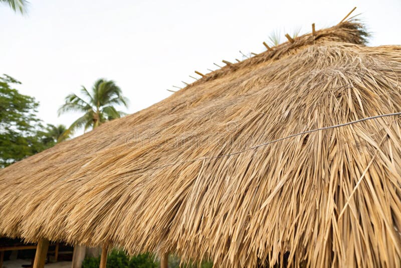 Thatch Roof Texture with Grasses Stock Illustration - Illustration of ...