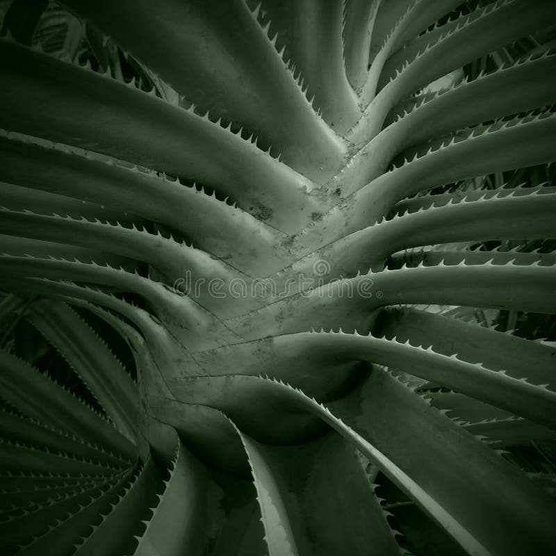 Thatch Screwpine Monochrome Stock Photo - Image of closeup, attractive ...