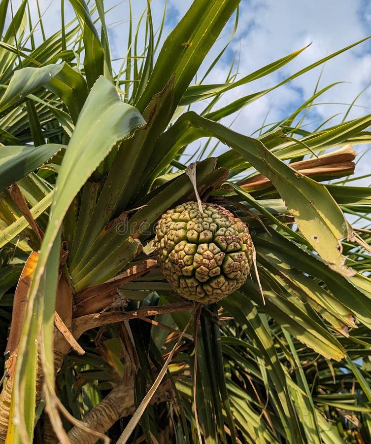 Thatch Screwpine/ Tahitian Screwpine Stock Photo - Image of hala ...