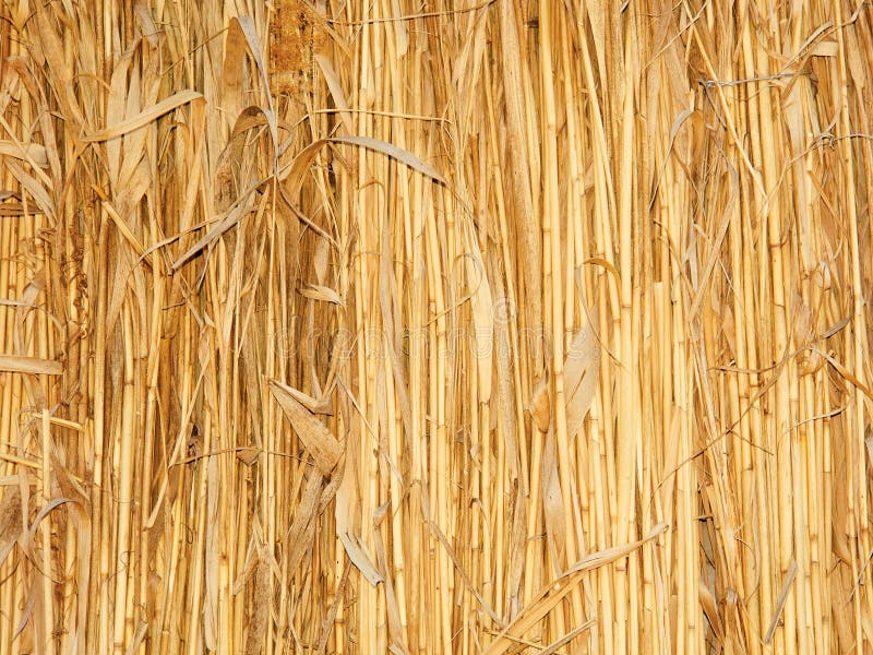 Thatch wall stock image. Image of grass, colorful, closeup - 3095609
