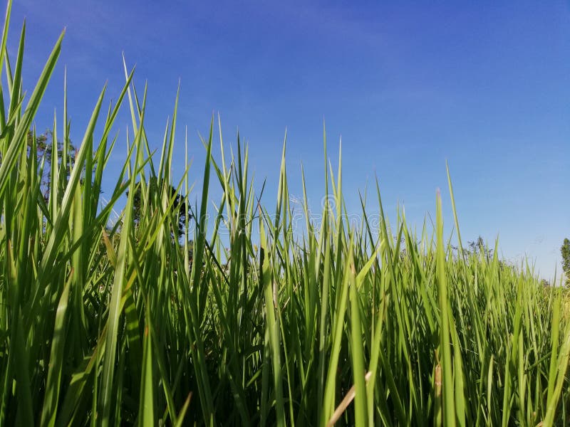 Thatched Grasses on the Border of Rice Field Stock Photo - Image of ...