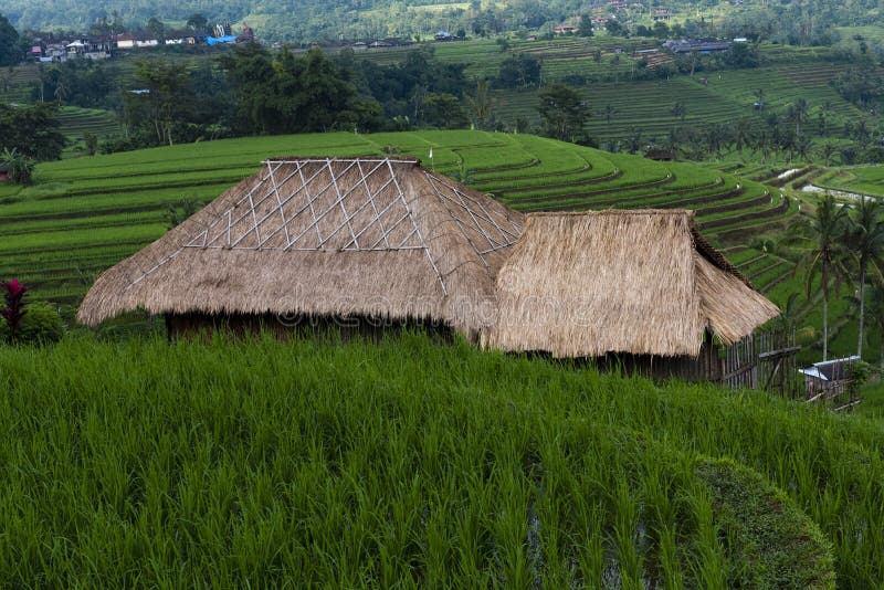 Thatched Hut Overlooking Terraced Rice Paddies Stock Image - Image of ...