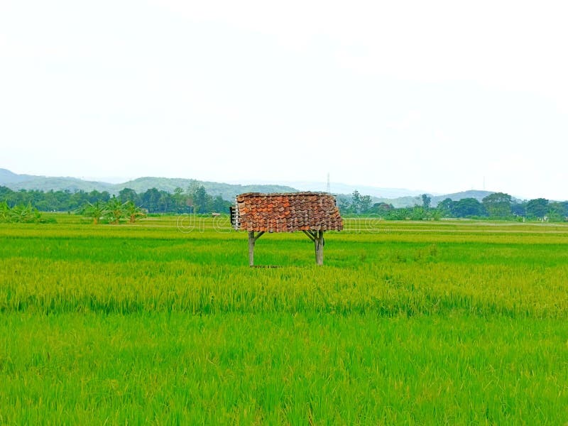 A Thatched-roof Hut in the Middle of a Rice Field Stock Photo - Image ...