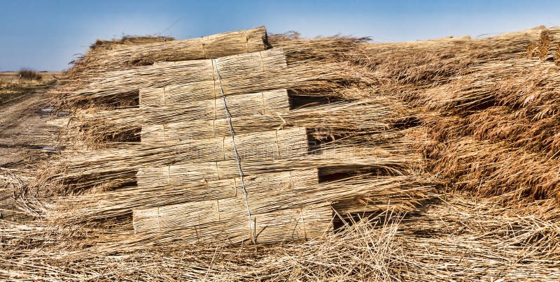 Thatching Reed Straw for Roofing Stock Photo - Image of backdrop, aged ...