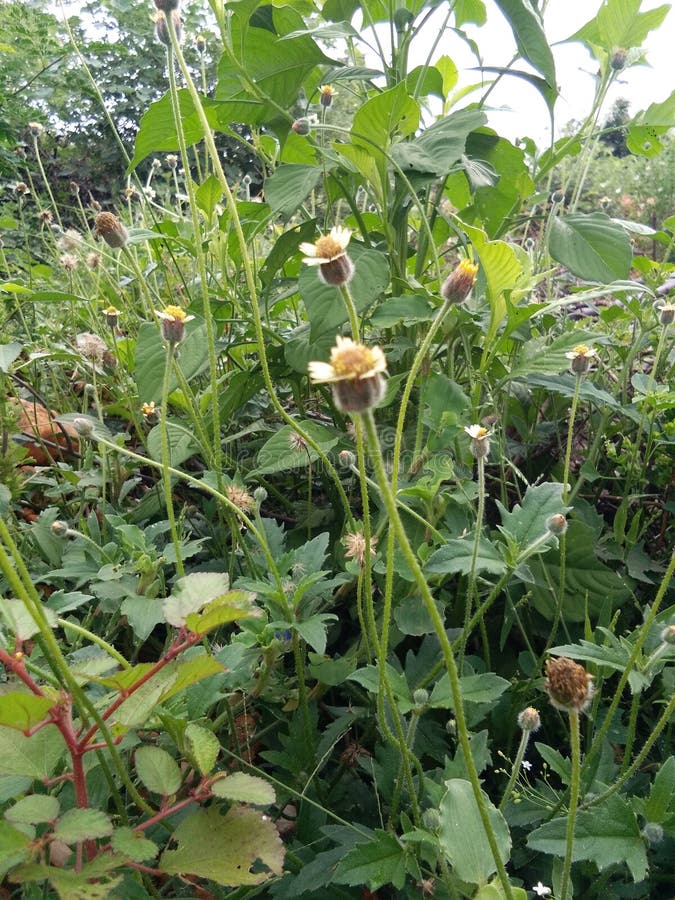 Thatha stock image. Image of medicine, small, thatha - 103109273