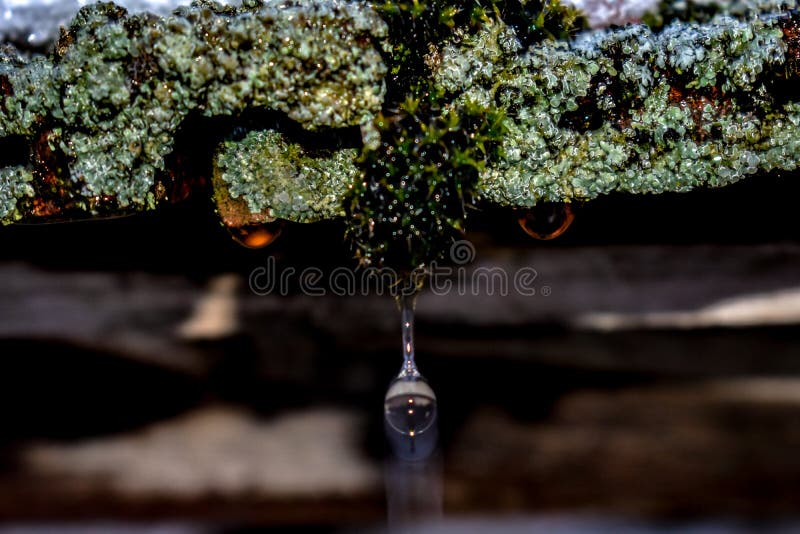 Drop stock photo. Image of beauty, snow, water, drop - 111253968