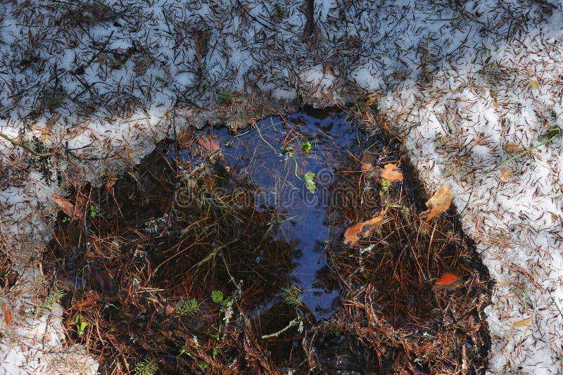 Puddle in Forest in Beginning of Spring Stock Image - Image of nature ...