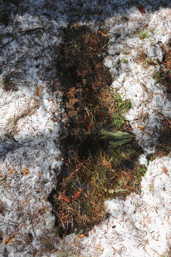 Puddle in Forest in Beginning of Spring Stock Image - Image of ...