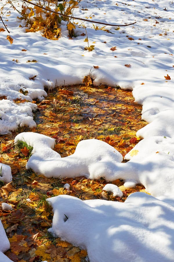 Thaw in the Snow Filled with Fallen Leaves Stock Photo - Image of land ...