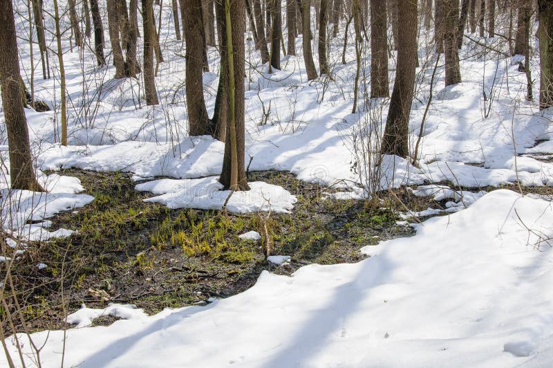 Spring Thaw The Trees
