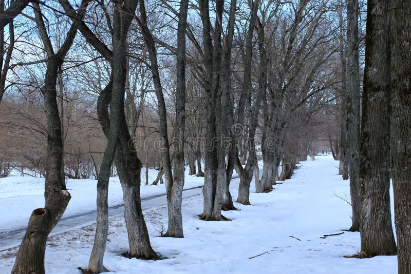 Thaw spring lanscape tree stock image. Image of environment - 81186451