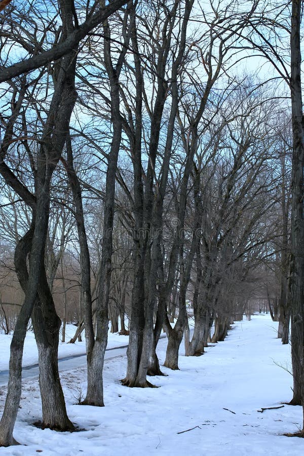 Thaw spring lanscape tree stock image. Image of pine - 82015117