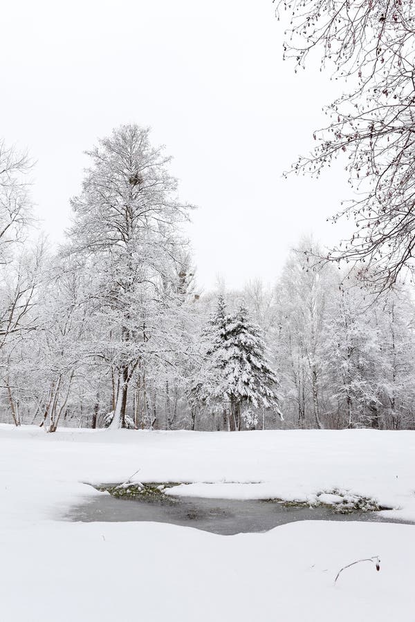 Thawed Patch in the Snow. Winter Landscapes Stock Image - Image of park ...